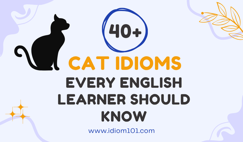 40+ Cat Idioms Every English Learner Should Know
